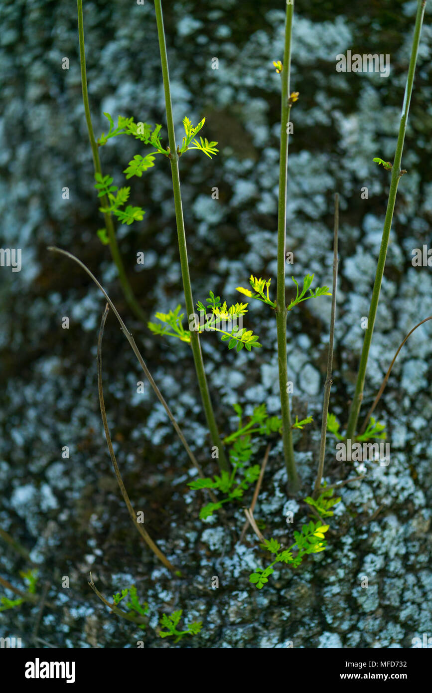 Fraxinus excelsior — known as the ash, or European ash or common ash ...