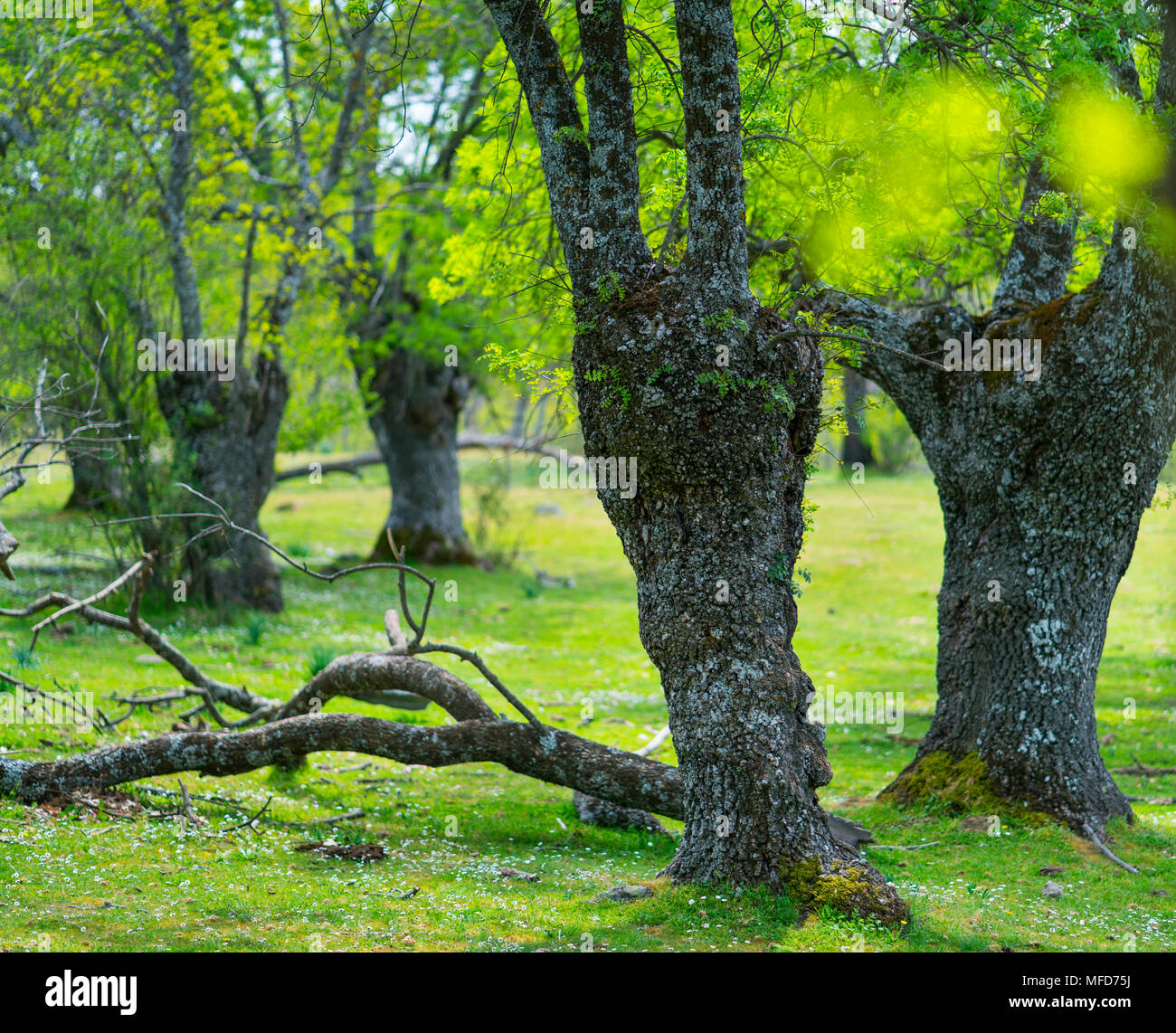 Fraxinus excelsior — known as the ash, or European ash or common ash ...