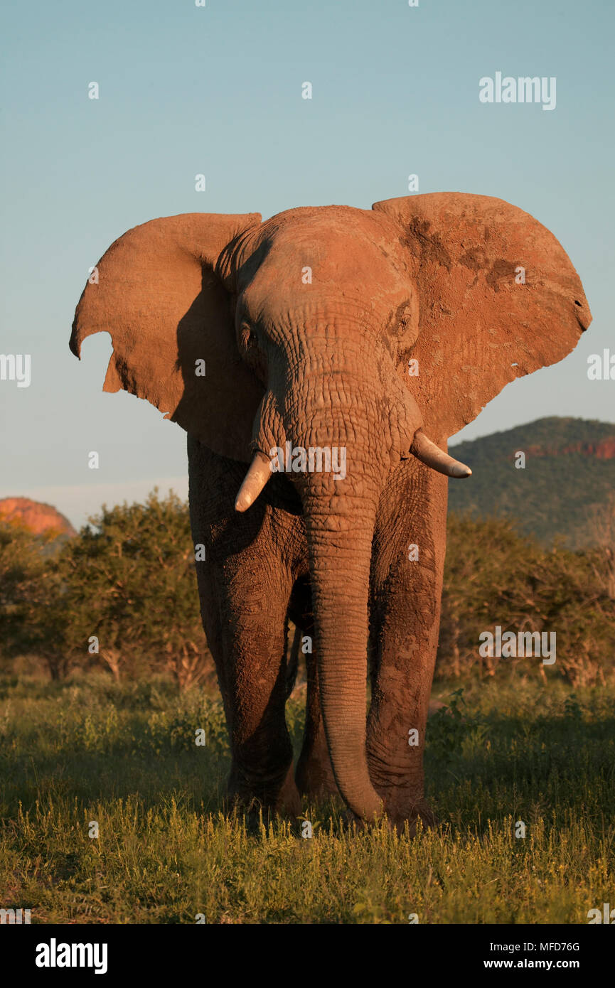 Marakele np hi-res stock photography and images - Alamy