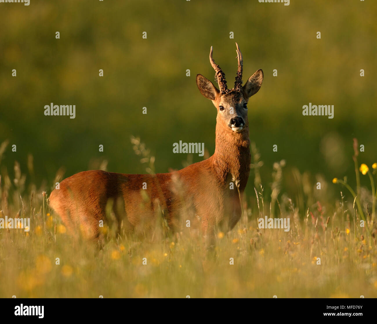 Male roe deer uk old hi-res stock photography and images - Alamy