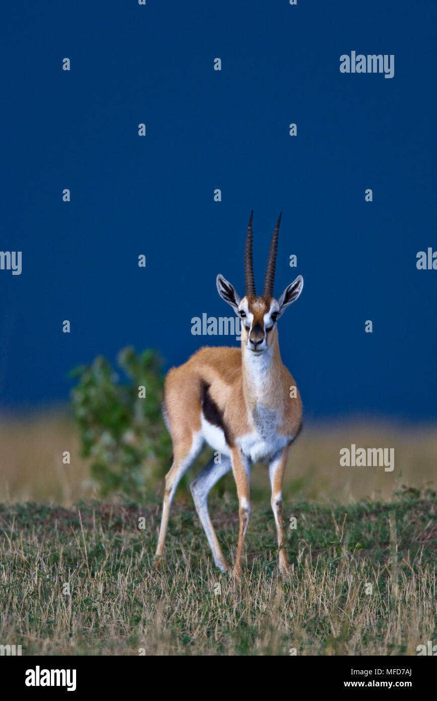 THOMSON'S GAZELLE Gazella thomsonii male Masai Mara, Kenya, Africa ...