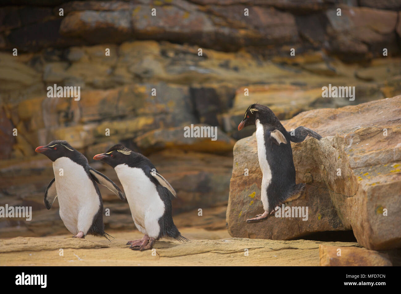 ROCKHOPPER PENGUIN Eudyptes chrysocome jumping across rocks Falkland ...