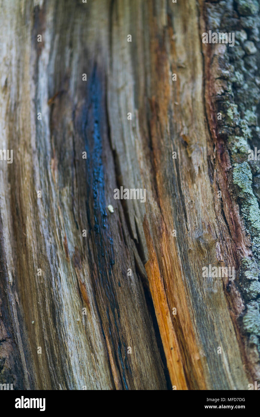 Fraxinus excelsior — known as the ash, or European ash or common ash ...