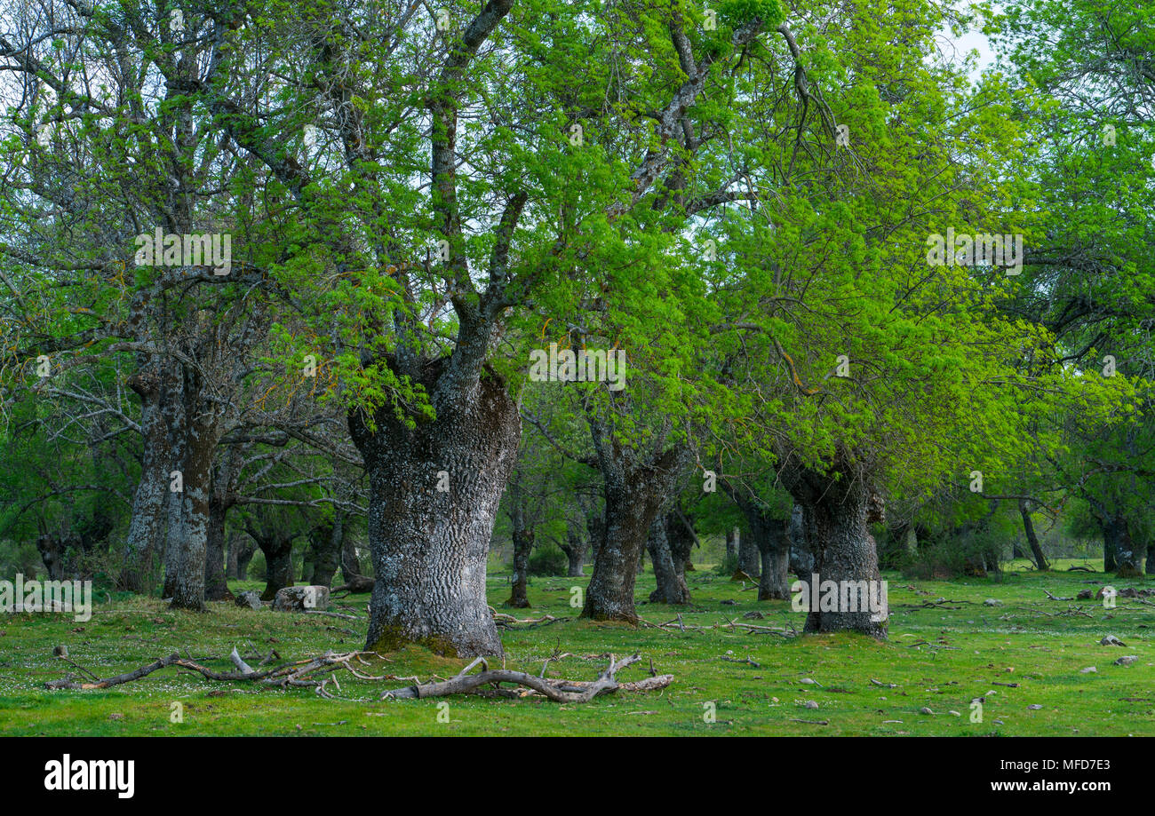Fraxinus excelsior — known as the ash, or European ash or common ash ...