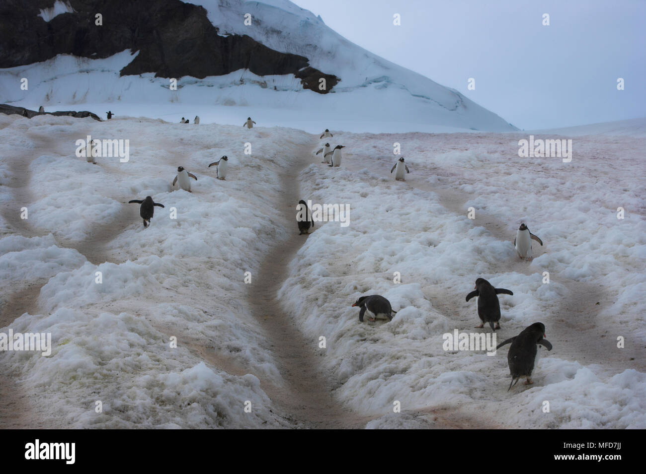 Penguin tracks hi-res stock photography and images - Alamy