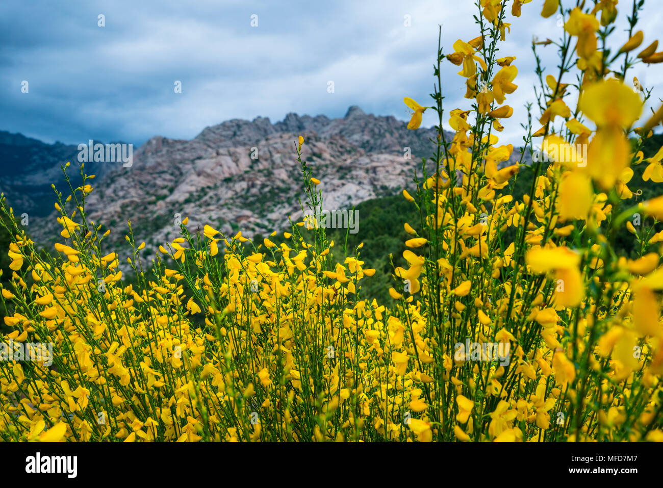 COMMON BROOM - RETAMA NEGRA (Cytisus scoparius), common broom or Scotch ...