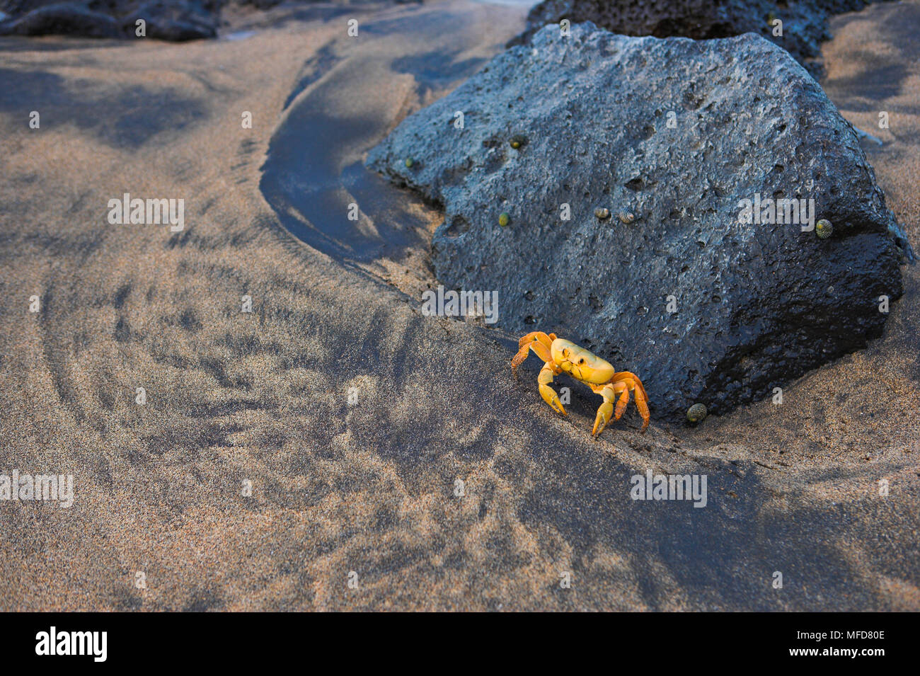 YELLOW LAND CRAB Gecarcinus lagostoma Ascension Island Stock Photo - Alamy