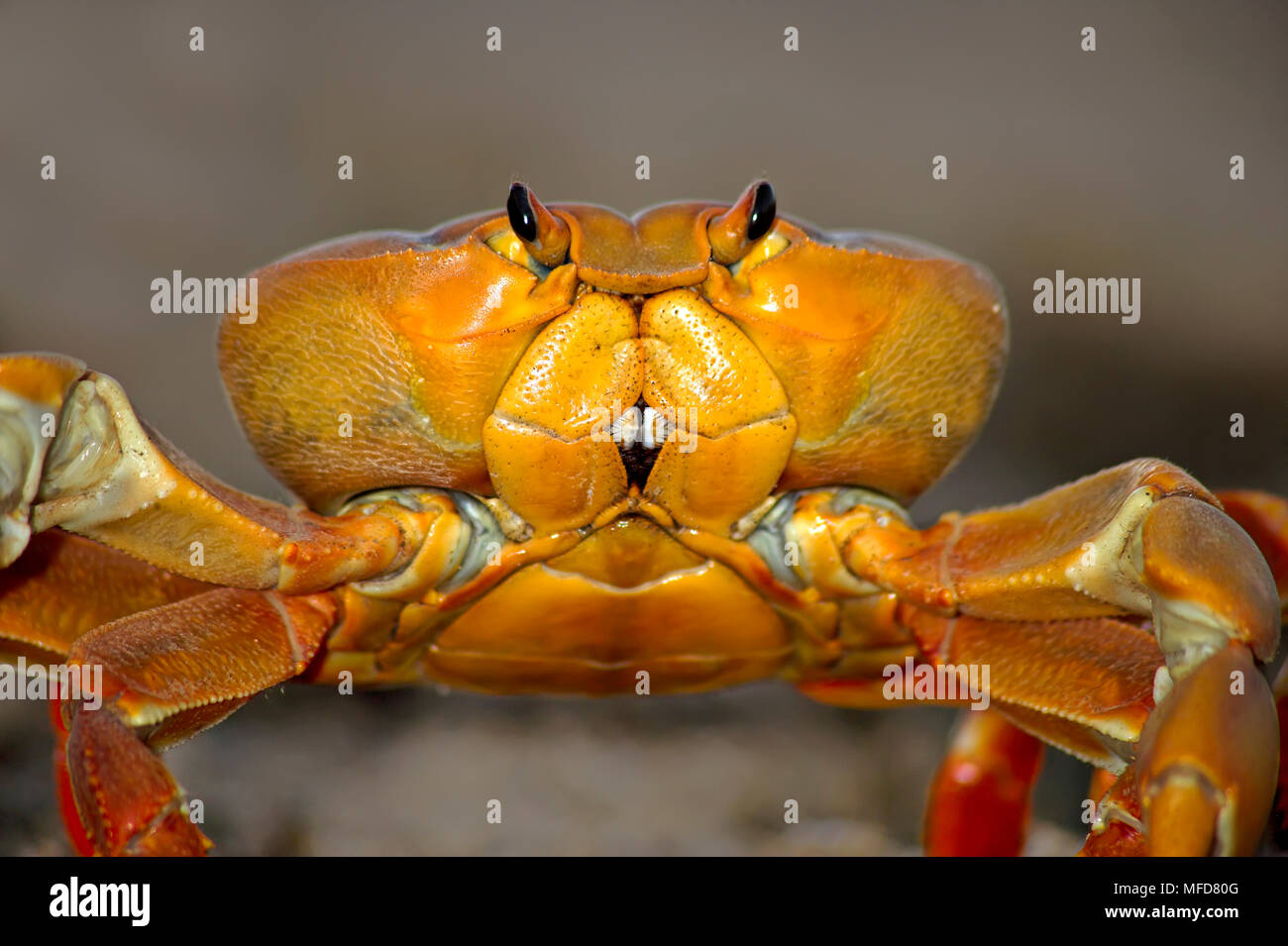 YELLOW LAND CRAB Gecarcinus lagostoma closeup Ascension Island Stock ...