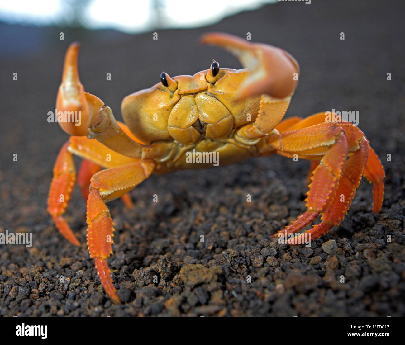 Land crabs ascension hi-res stock photography and images - Alamy