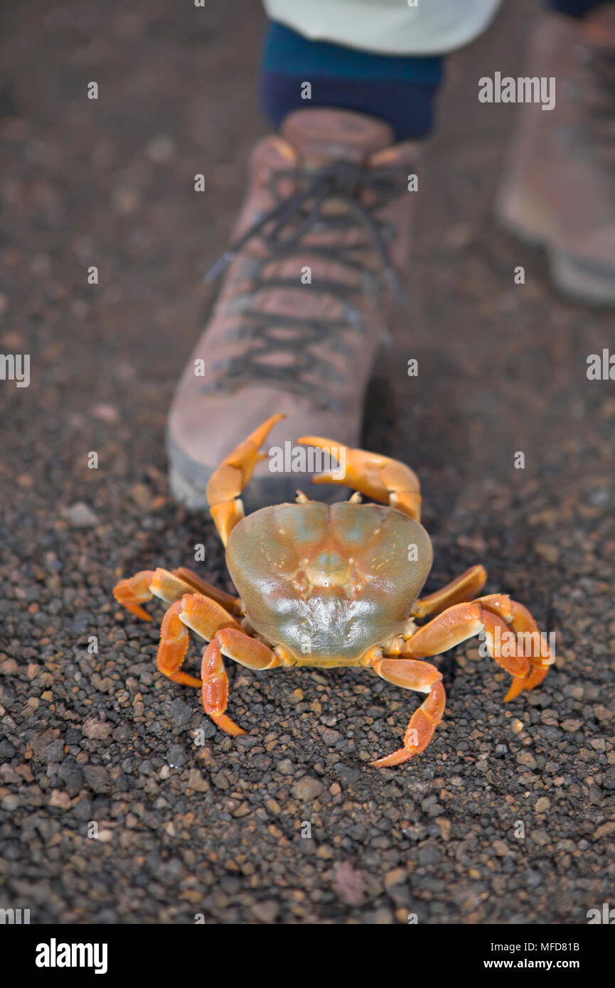 Ascension island crabs hi-res stock photography and images - Alamy