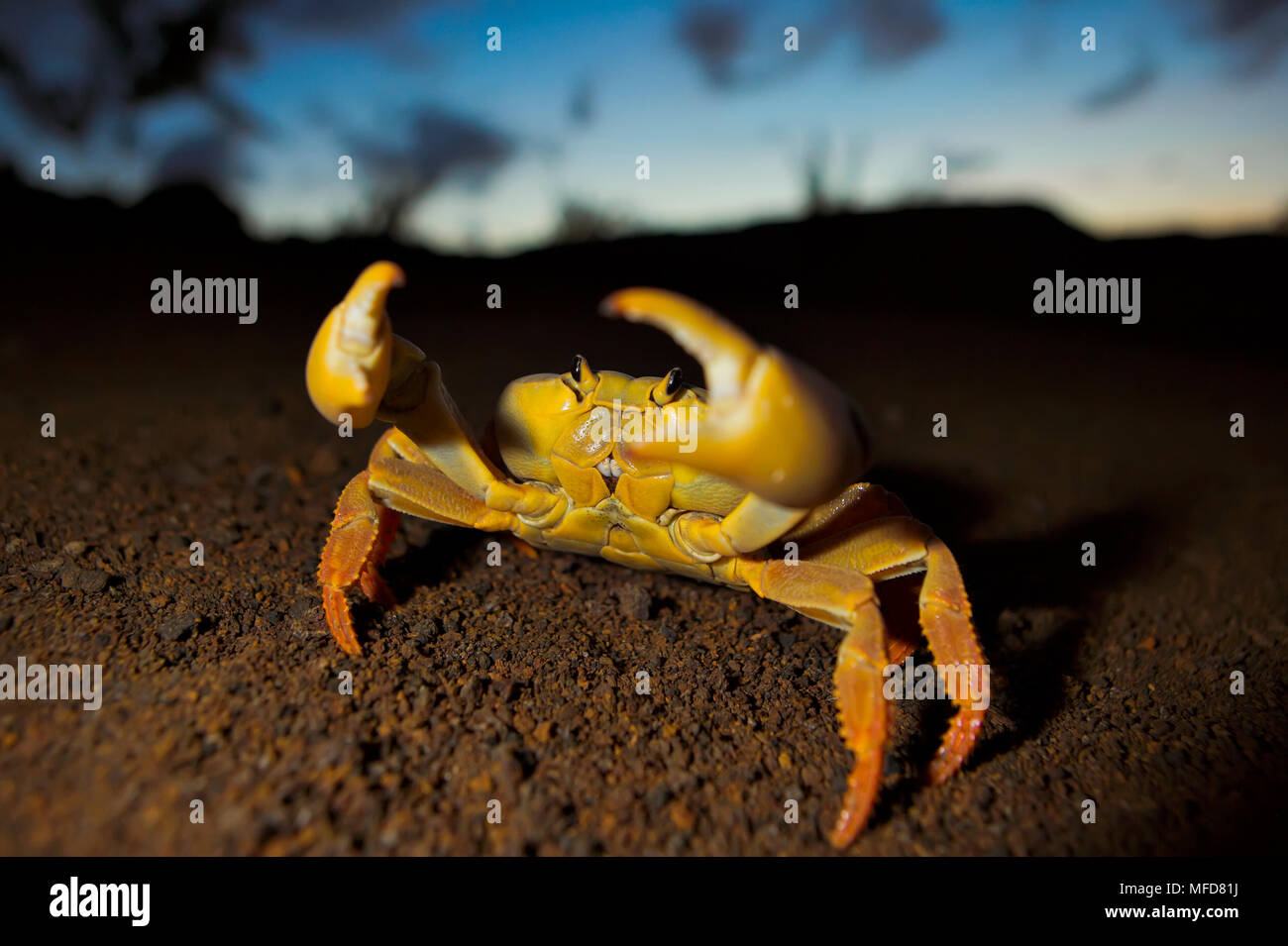 Ascension island crabs hi-res stock photography and images - Alamy