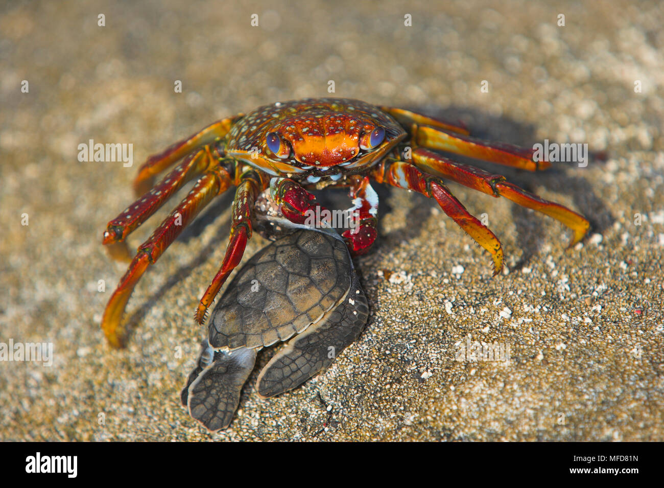 Turtle hatchling crab hi-res stock photography and images - Alamy