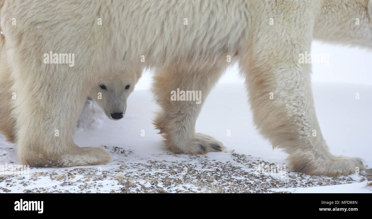 POLAR BEAR Ursus maritimus cub looking underneath mother Canada Stock ...