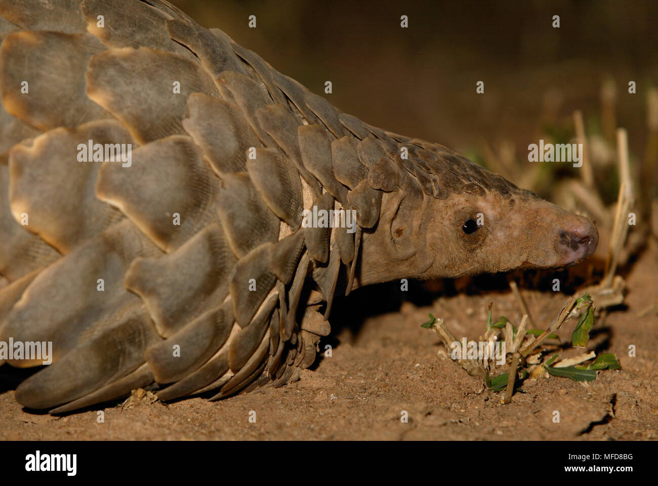 CAPE PANGOLIN Manis temminckii at night South Africa Stock Photo - Alamy