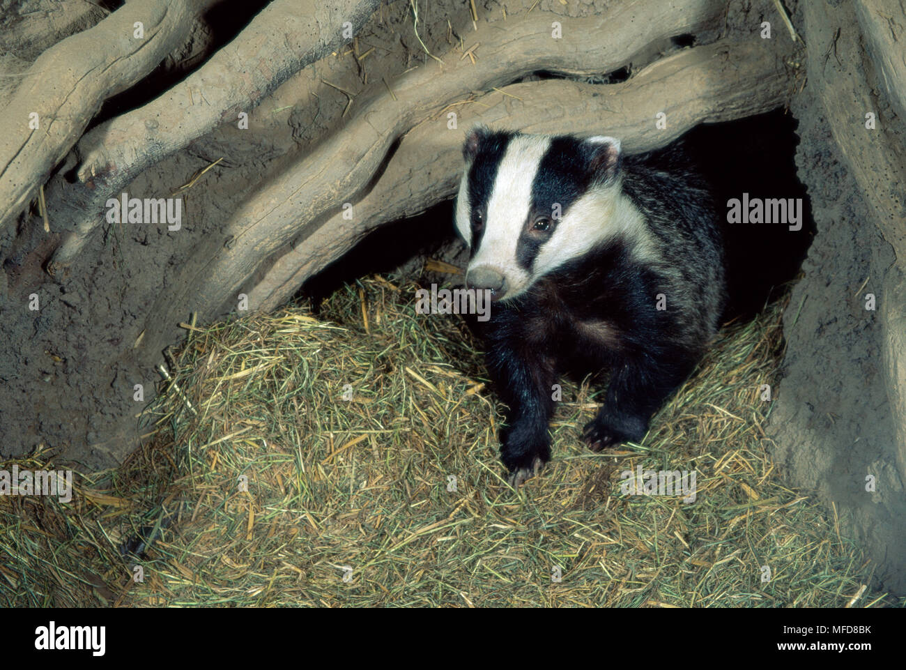 Setts badger hi-res stock photography and images - Alamy