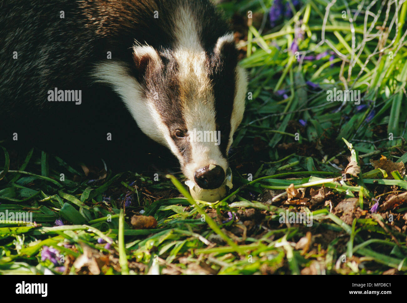 BADGER Meles meles stealing pheasant egg from nest UK Stock Photo - Alamy