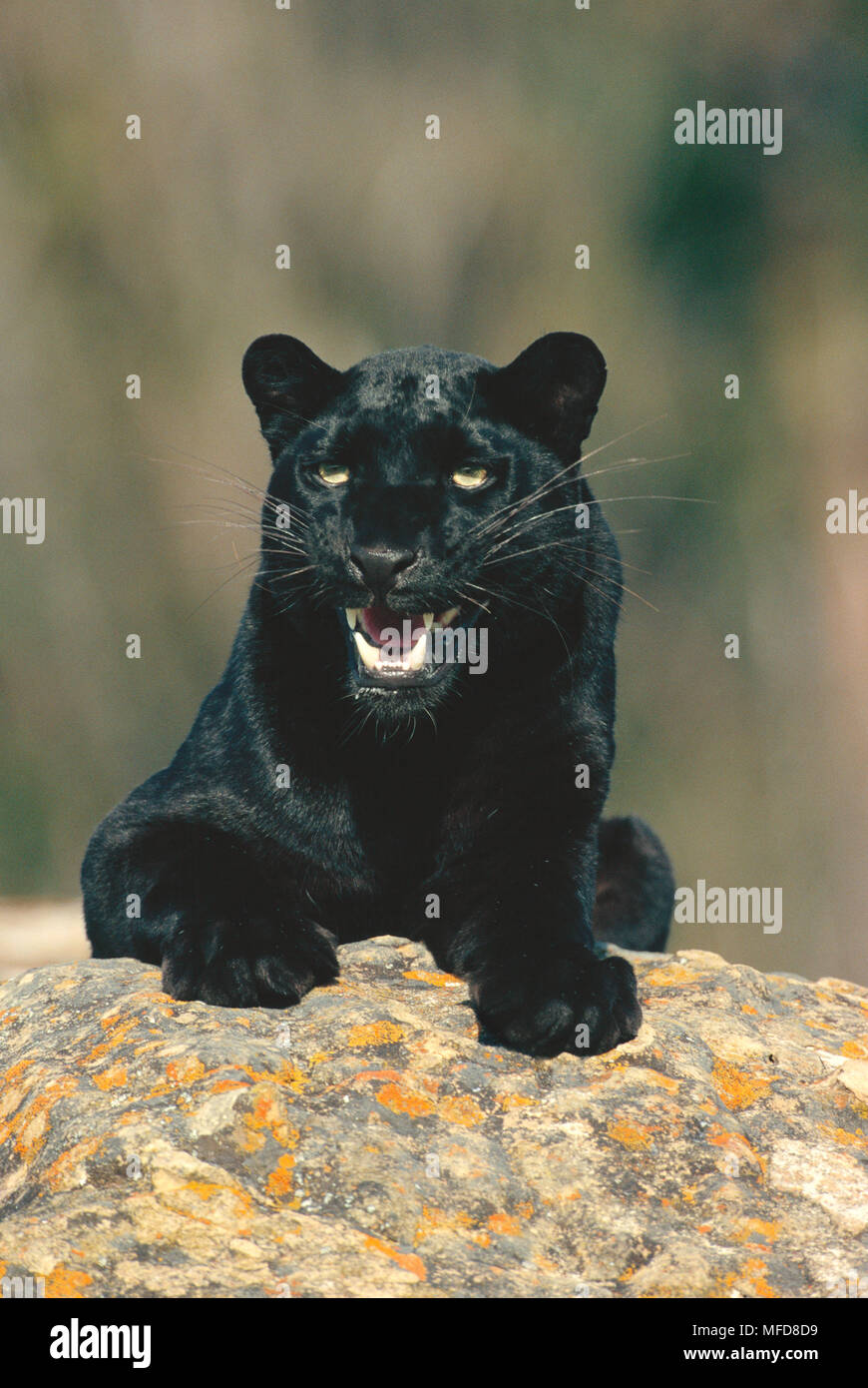 BLACK PANTHER Panthera pardus snarling Stock Photo - Alamy