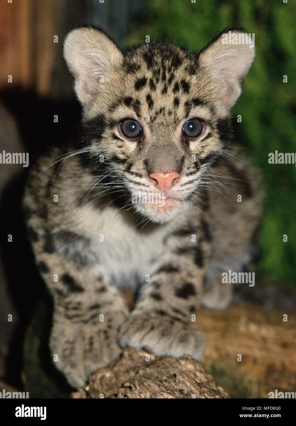 CLOUDED LEOPARD Neofelis nebulosa young UK Stock Photo - Alamy