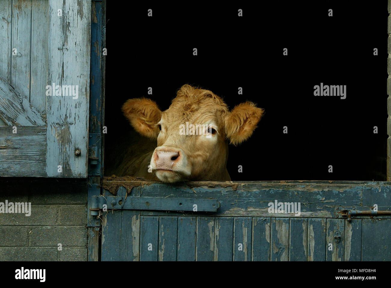 COW in barn UK Stock Photo - Alamy
