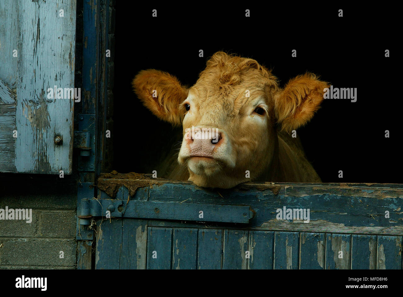 Cow barn door uk hi-res stock photography and images - Alamy