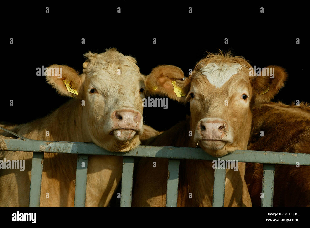 COWS in barn UK Stock Photo - Alamy