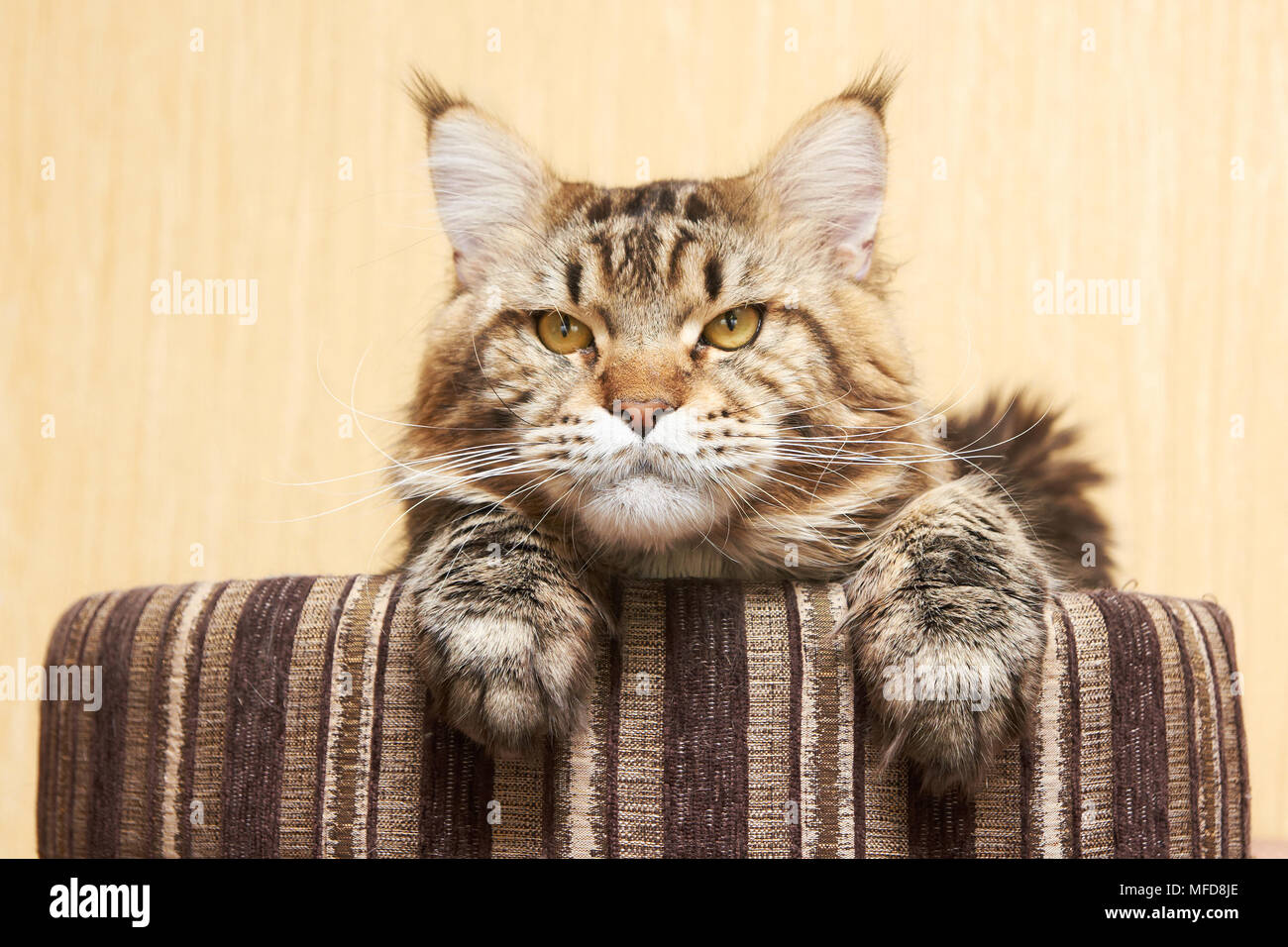 Maine coon sitting at home Stock Photo - Alamy