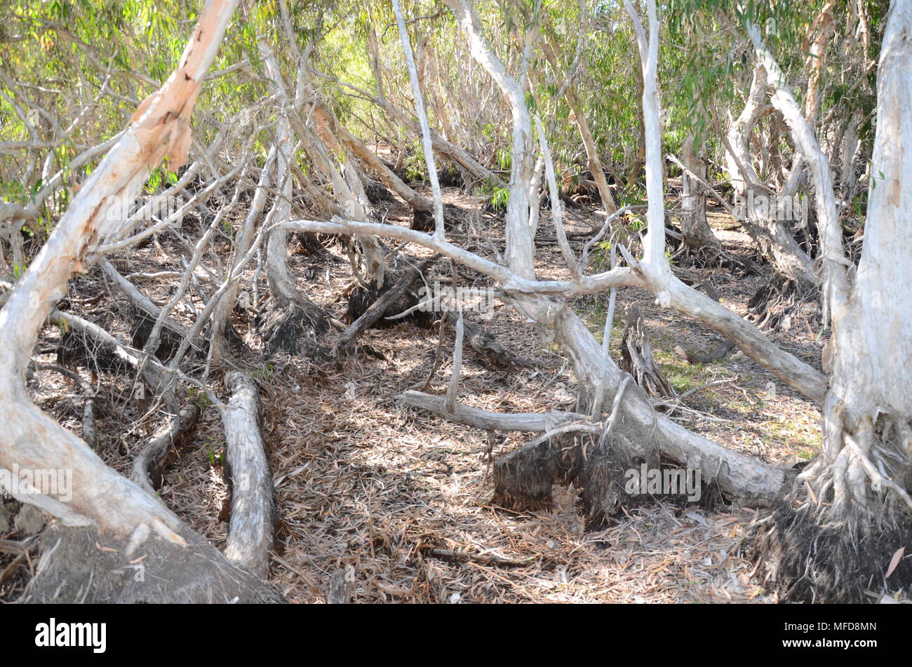 Mangrove forrest hi-res stock photography and images - Alamy