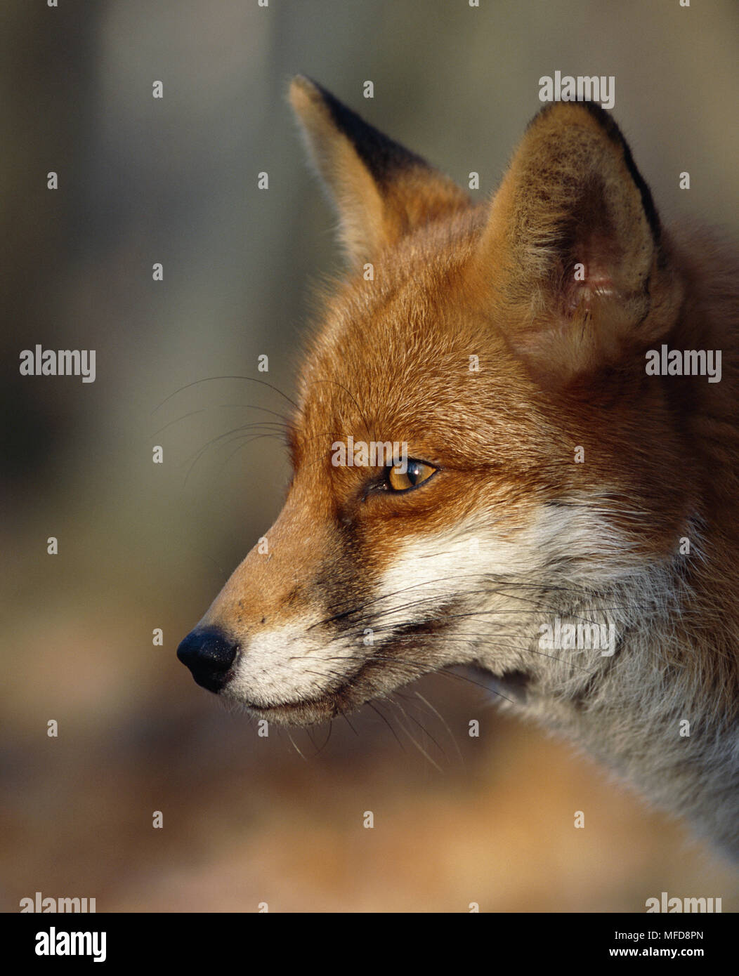 EUROPEAN RED FOX Vulpes vulpes female portrait UK Stock Photo - Alamy