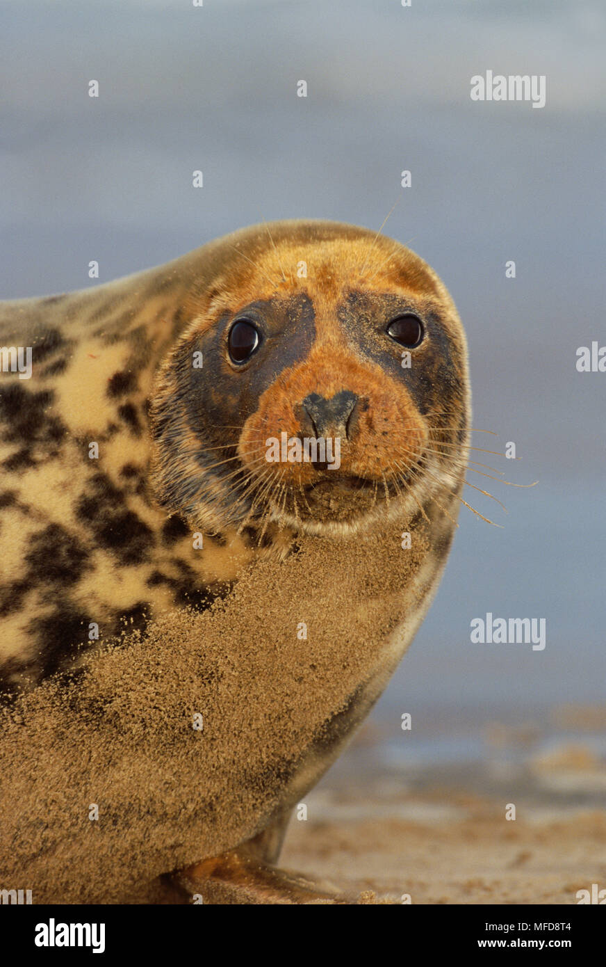 Grey seal headshot hi-res stock photography and images - Alamy