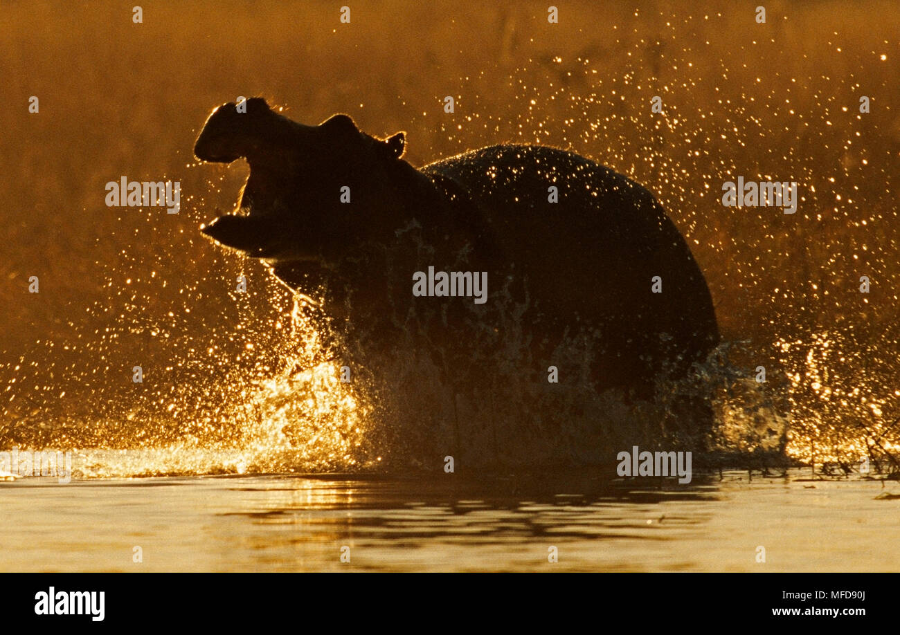 HIPPOPOTAMUS Hippopotamus amphibius aggressive display Botswana Stock ...