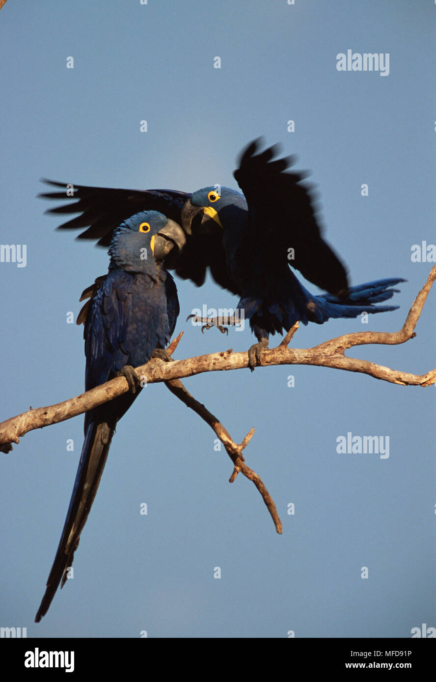 Hyacinth macaws landing hi-res stock photography and images - Alamy