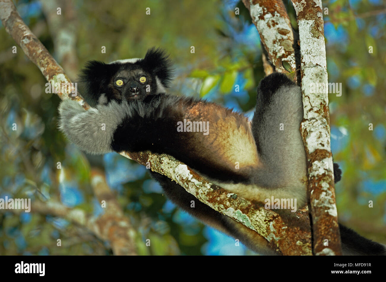 INDRI LEMUR Indri indri relaxing in tree Madagascar Stock Photo - Alamy