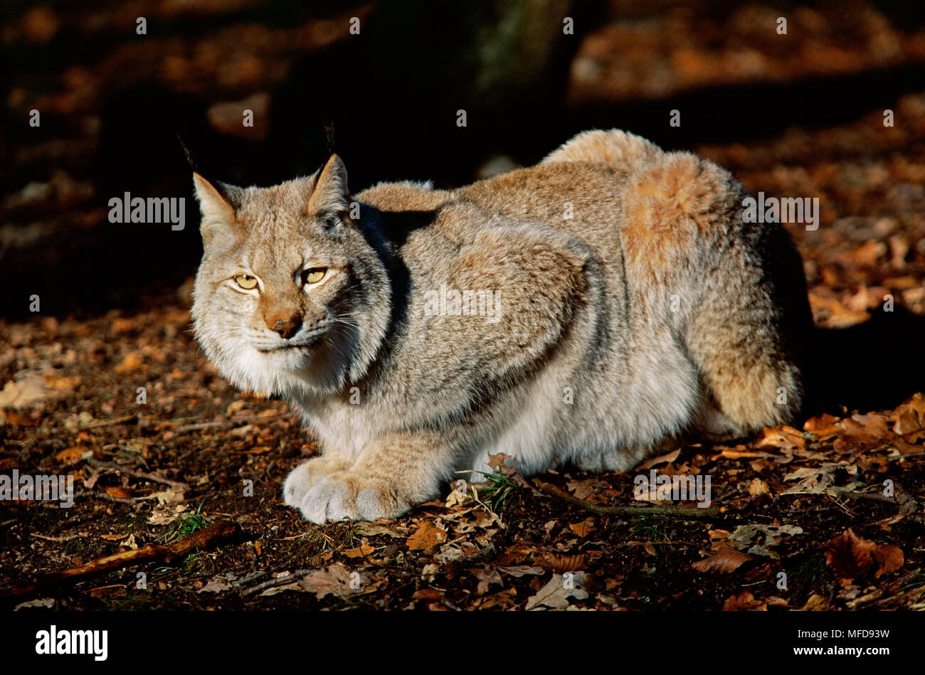 EURASIAN LYNX Felis lynx in woodland Norway Stock Photo - Alamy