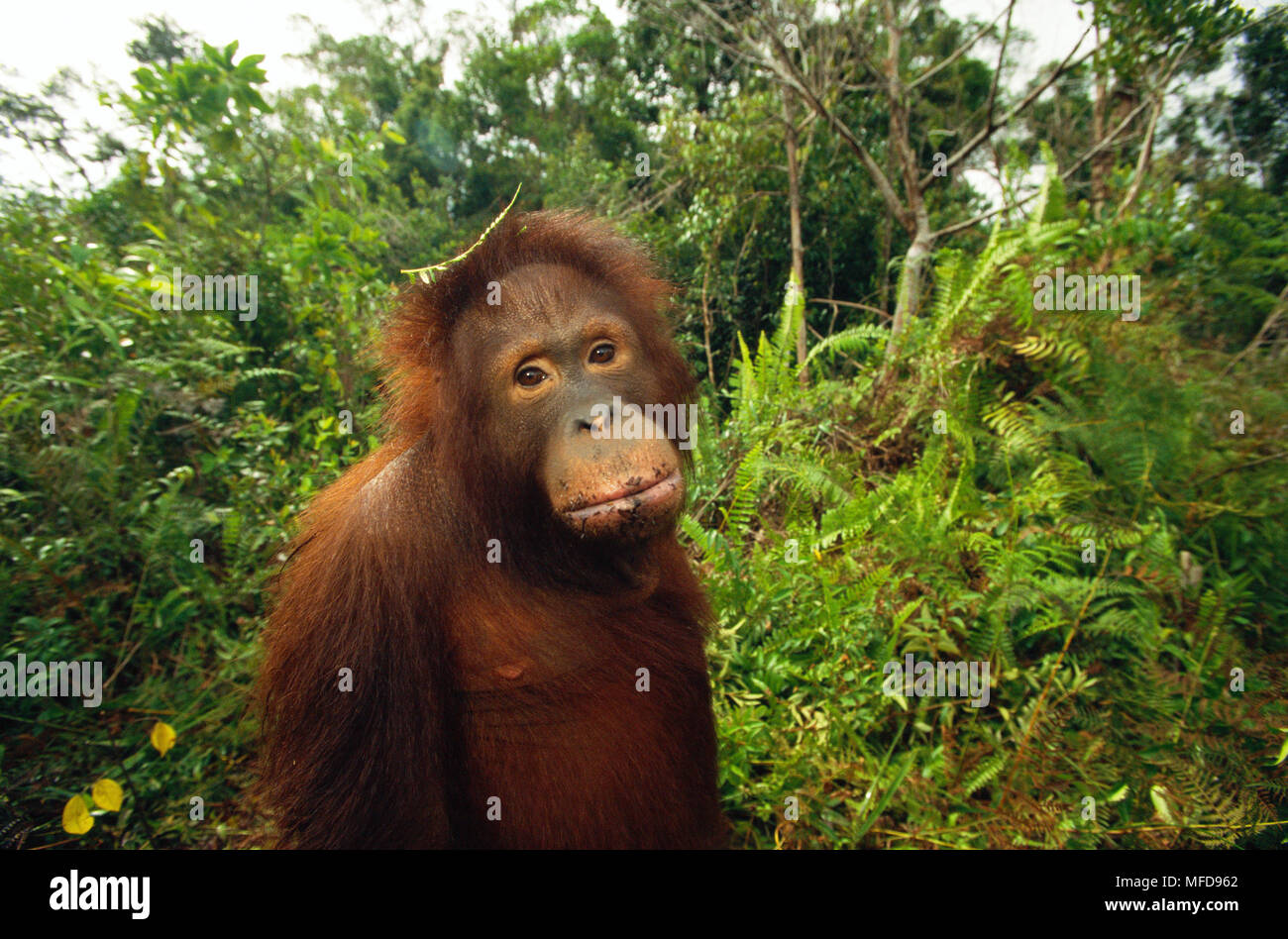 ORANGUTAN Pygmaeus pygmaeus with mournful expression Kalimantan, Borneo ...