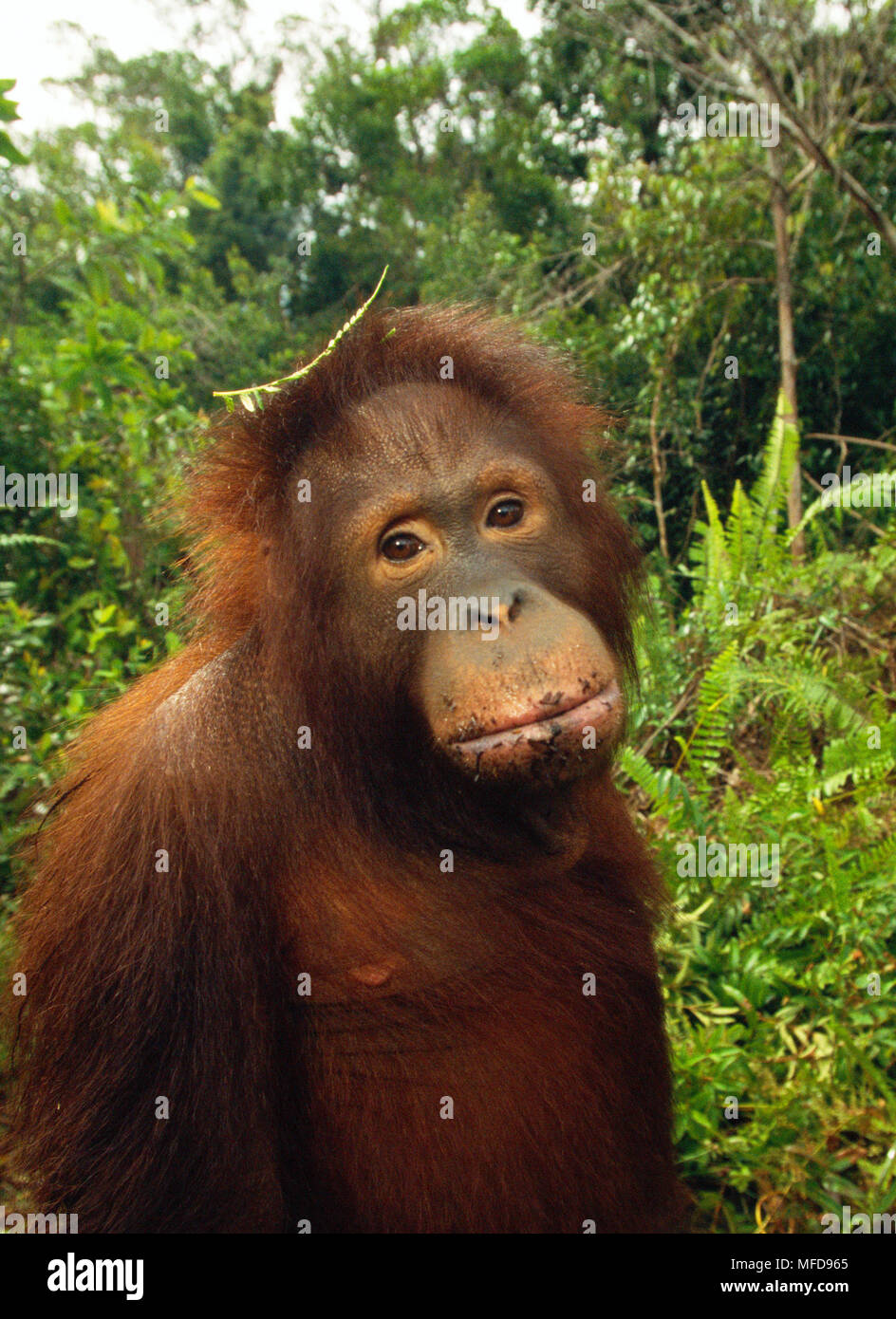 ORANGUTAN Pygmaeus pygmaeus with mournful expression Kalimantan, Borneo ...