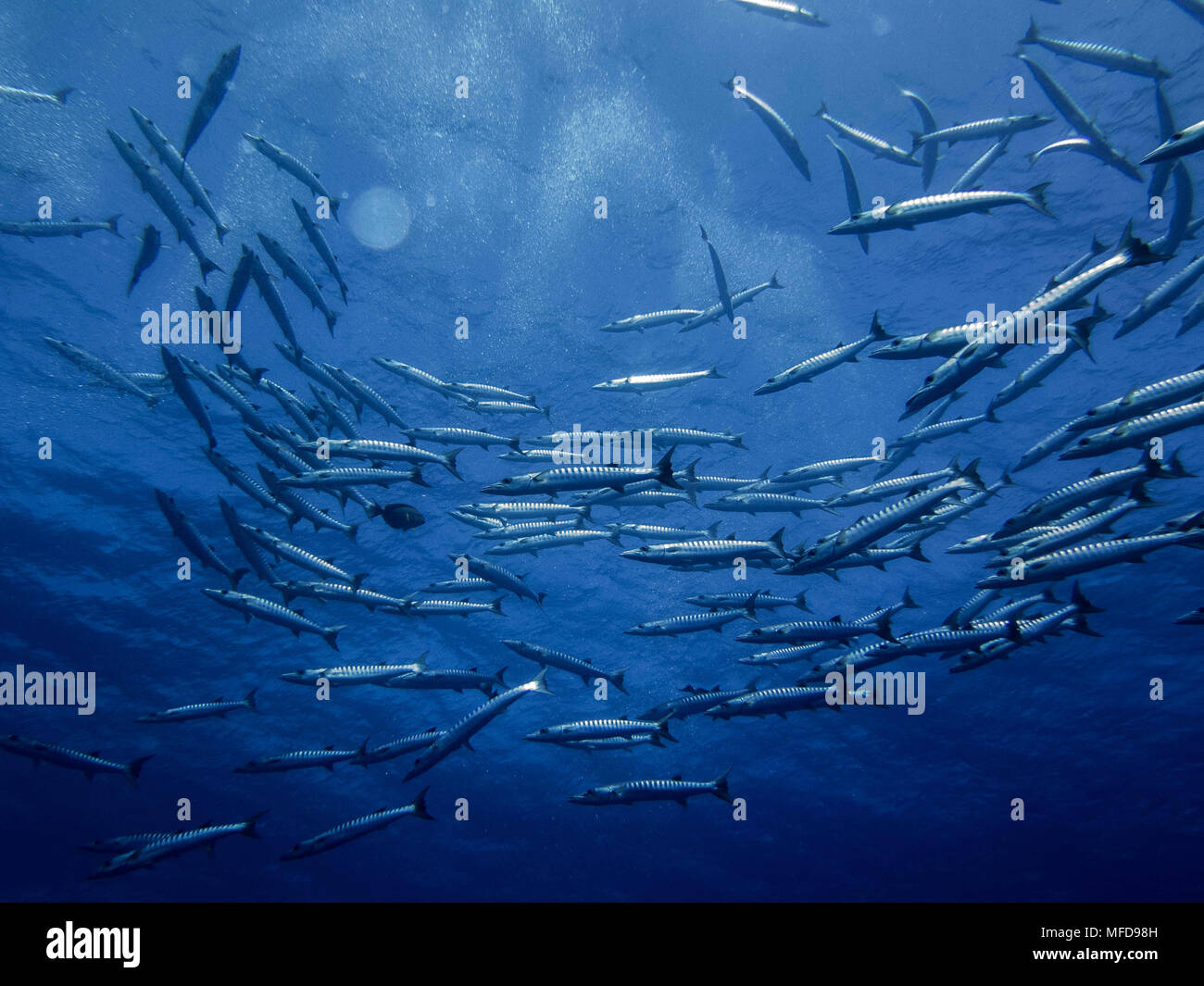 Bancs argentés de Bécune de Heller, poisson de la famille des ...