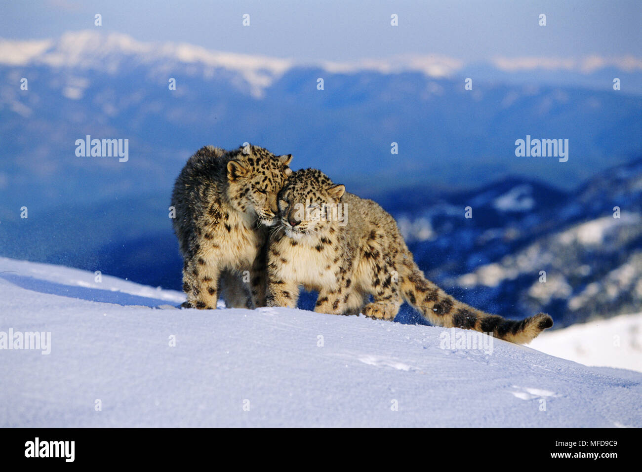SNOW LEOPARDS Panthera uncia pair USA. Captive Stock Photo - Alamy