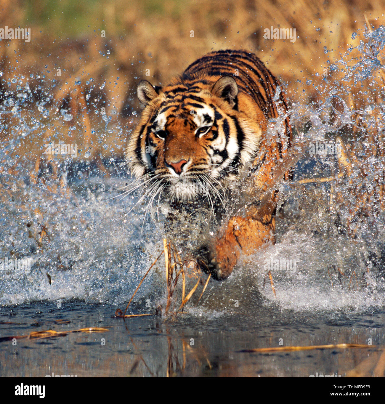 BENGAL TIGER Panthera tigris charging through water USA. Captive Stock ...