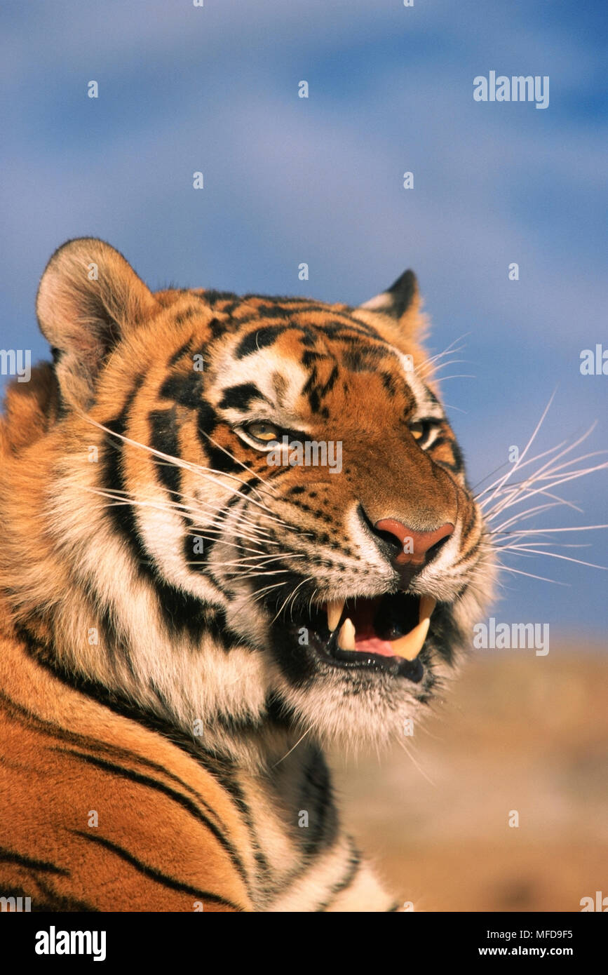 BENGAL TIGER Panthera tigris snarling USA. Captive Stock Photo - Alamy