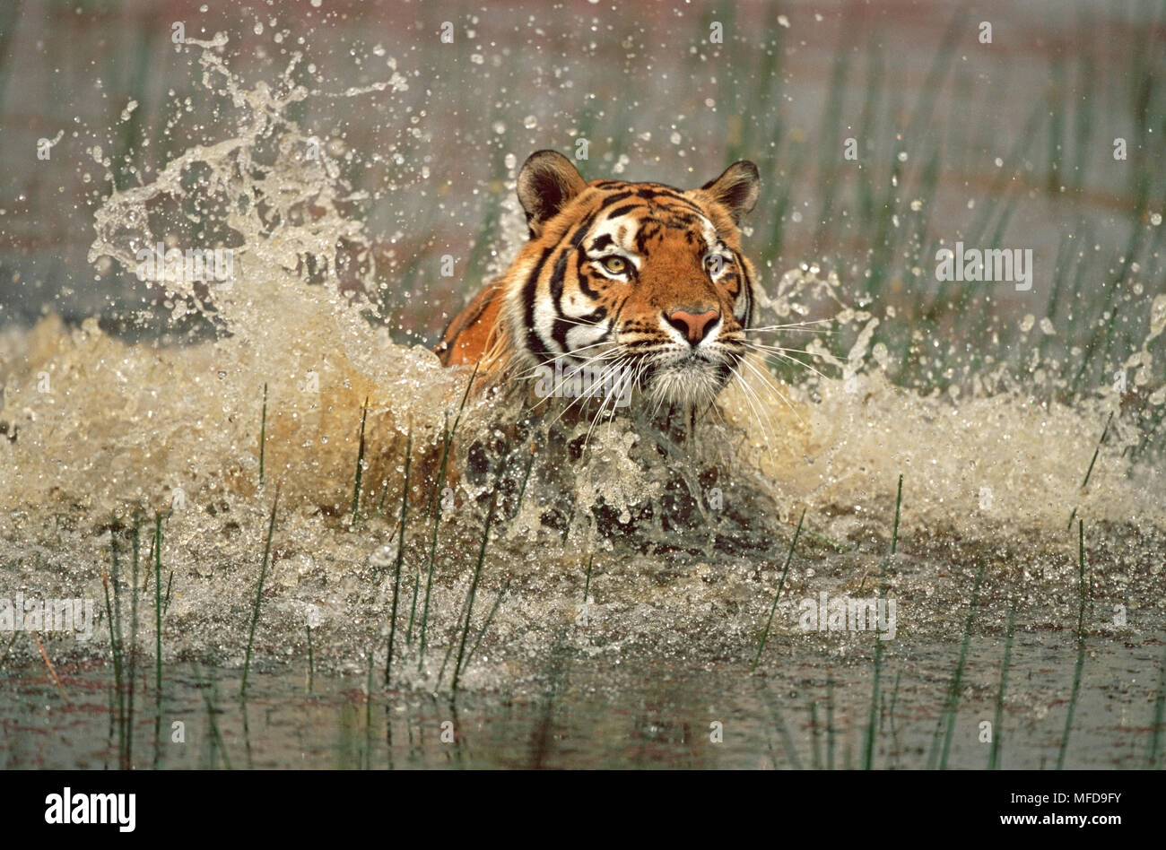 BENGAL TIGER Panthera tigris charging through water USA. Captive Stock ...