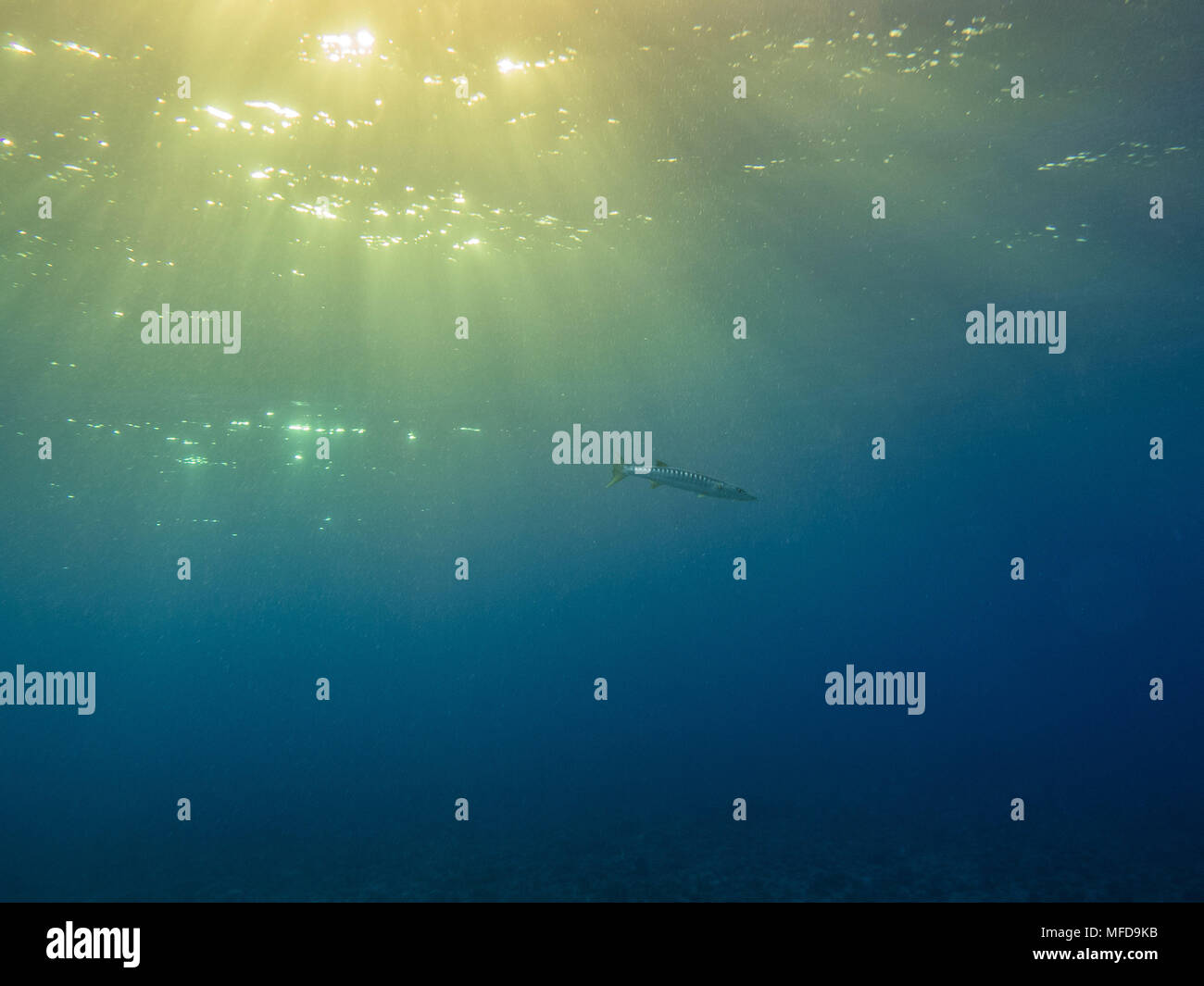 Barracuda swimming hi-res stock photography and images - Alamy