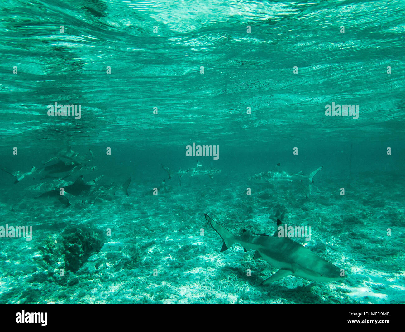 Sharks swimming in shallow waters in Fakarava, French Polynesia Stock ...