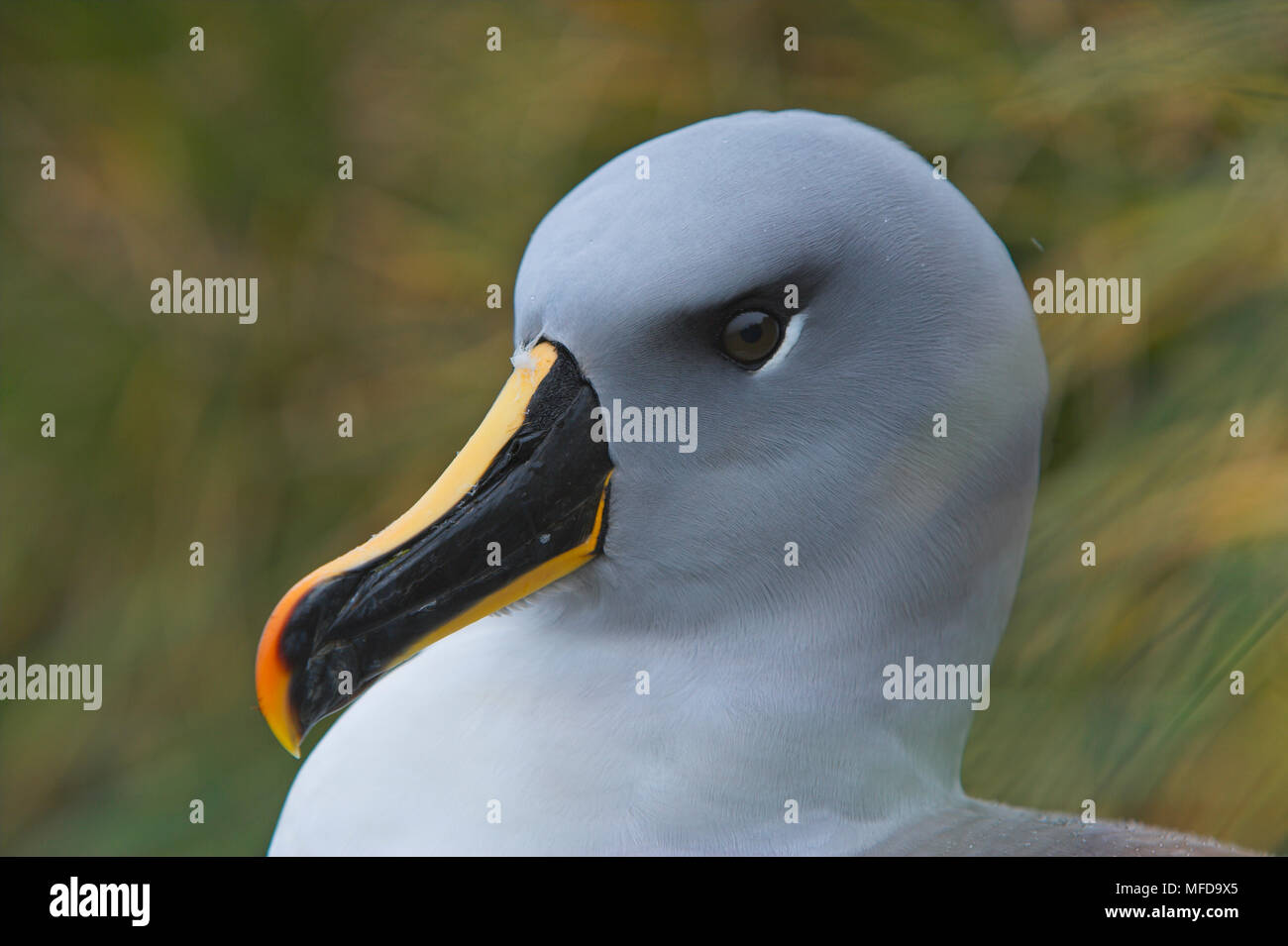 GREY-HEADED ALBATROSS (Thalassarche chrysostoma) on nest, South Georgia ...