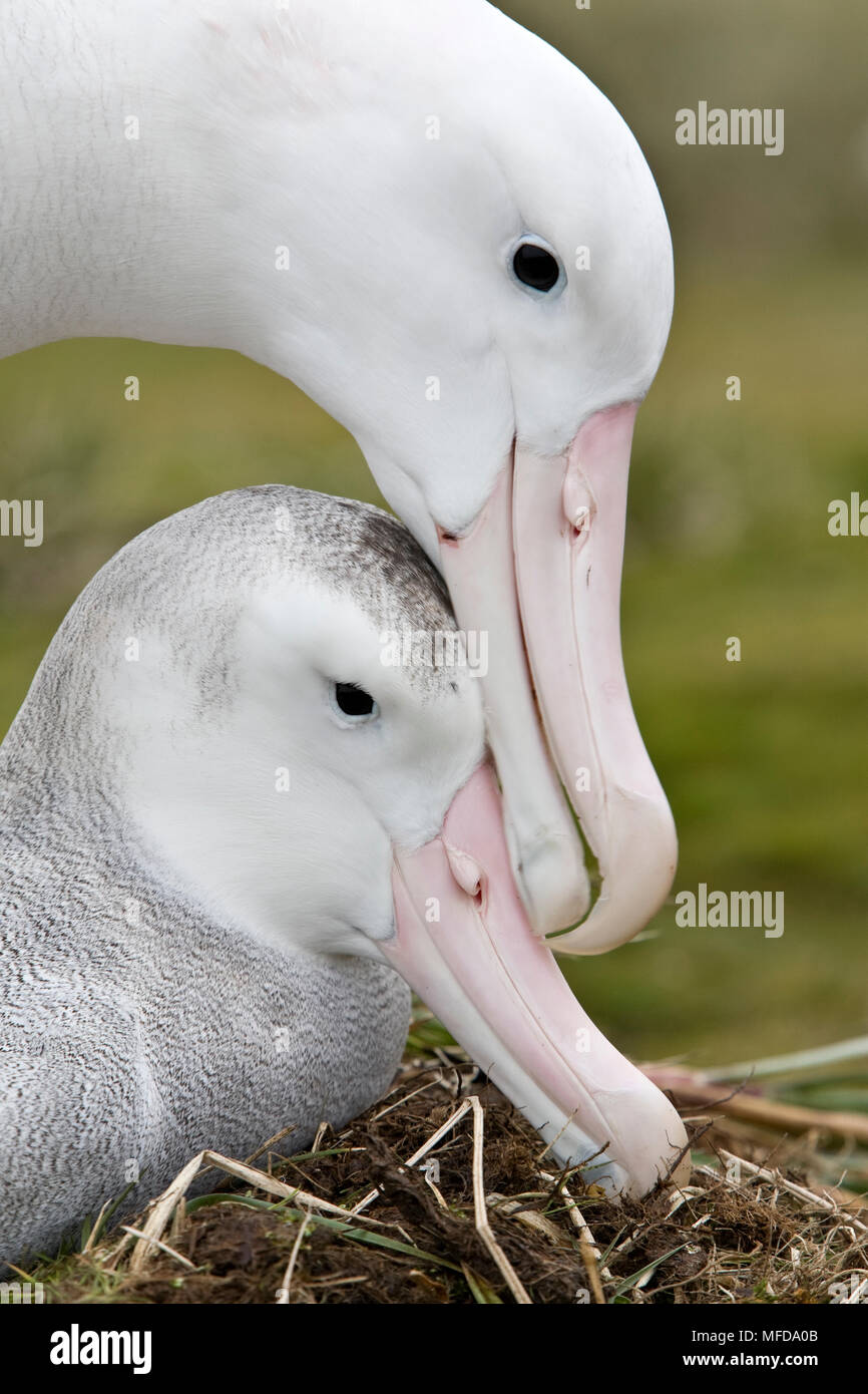 WANDERING ALBATROSS (Diomedea exulans) mating, South Georgia Stock ...