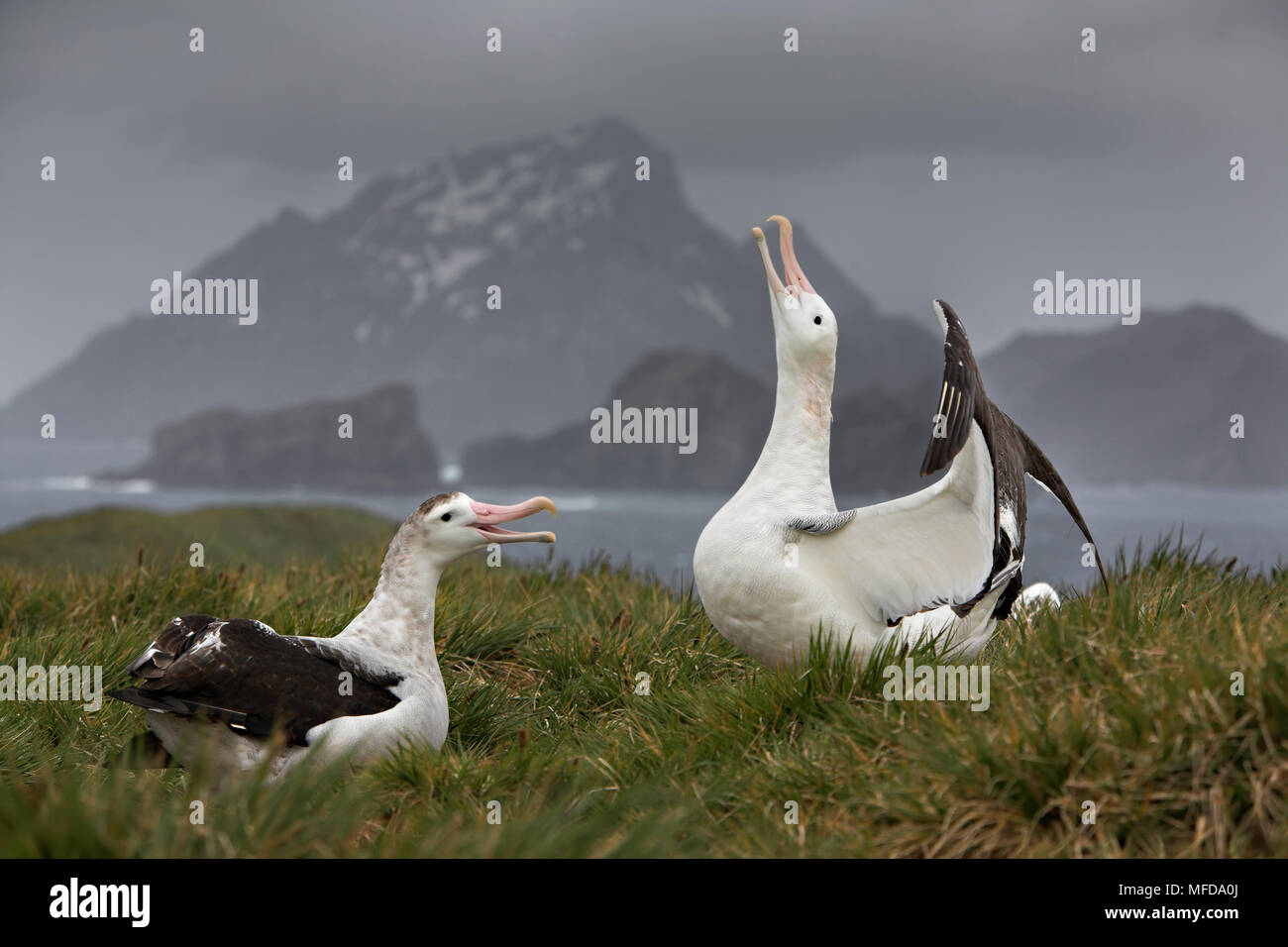 Zb1070 aro006539c hi-res stock photography and images - Alamy