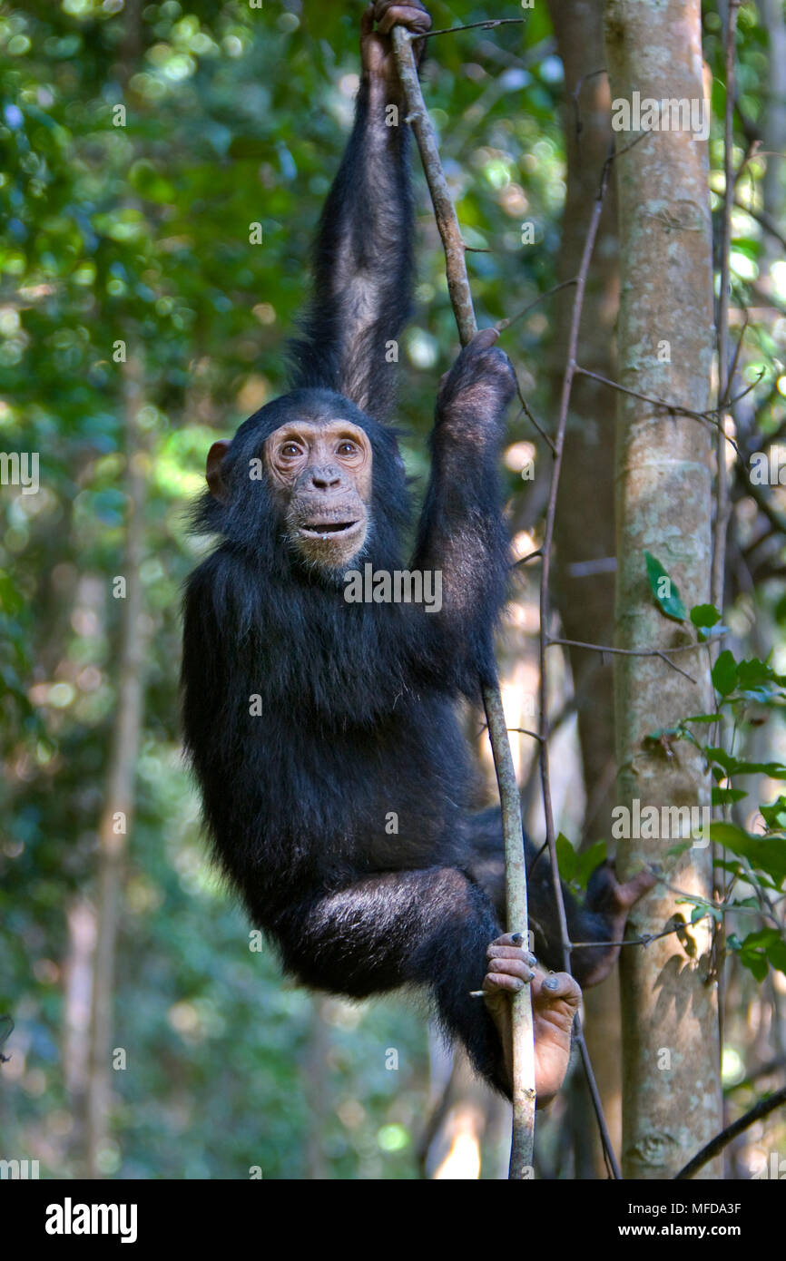 Chimpanzees In Trees