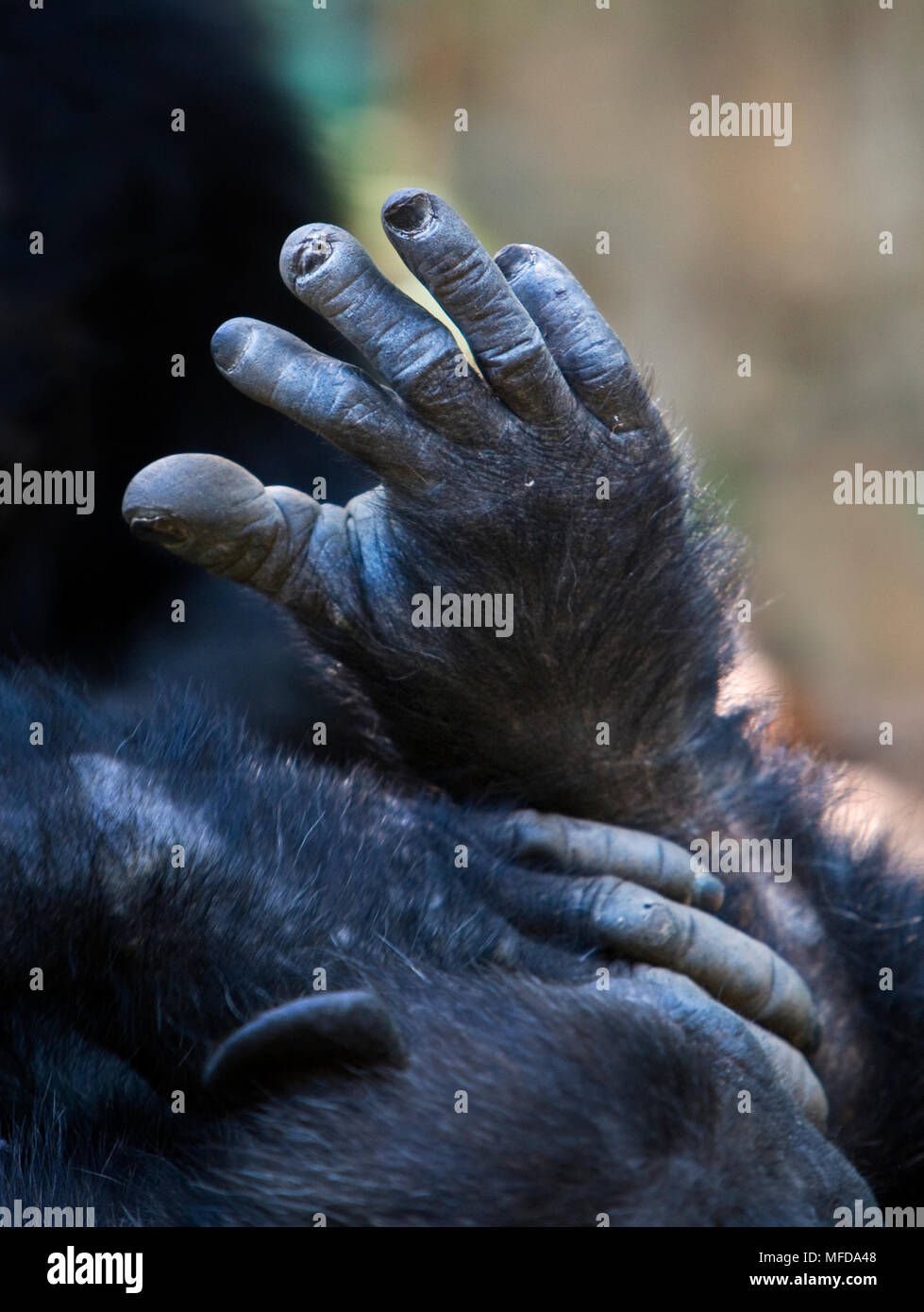 Chimpanzee close up hands hi-res stock photography and images - Alamy