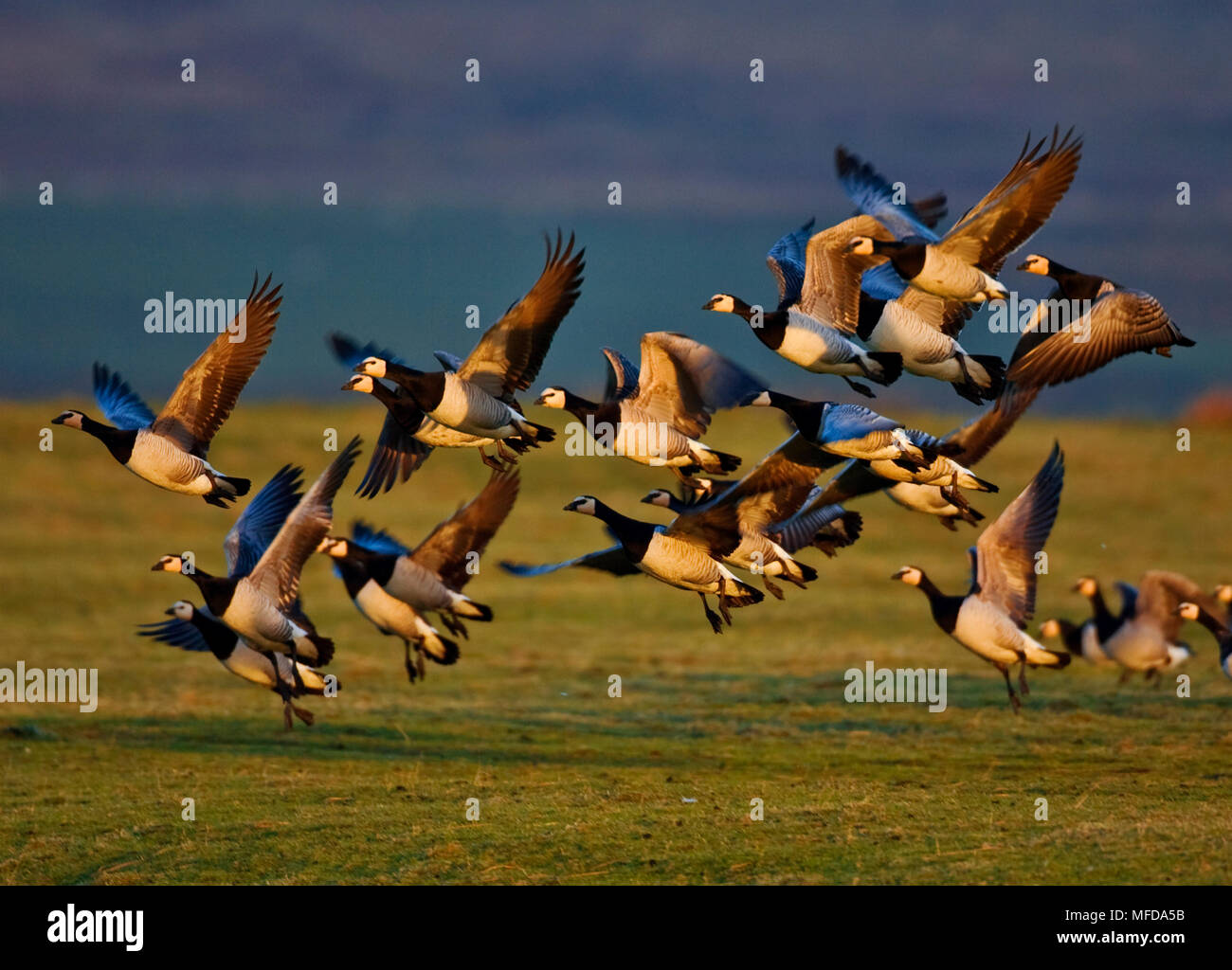 BARNACLE GOOSE (Branta leucopsis) taking off, Islay, Scotland Stock ...