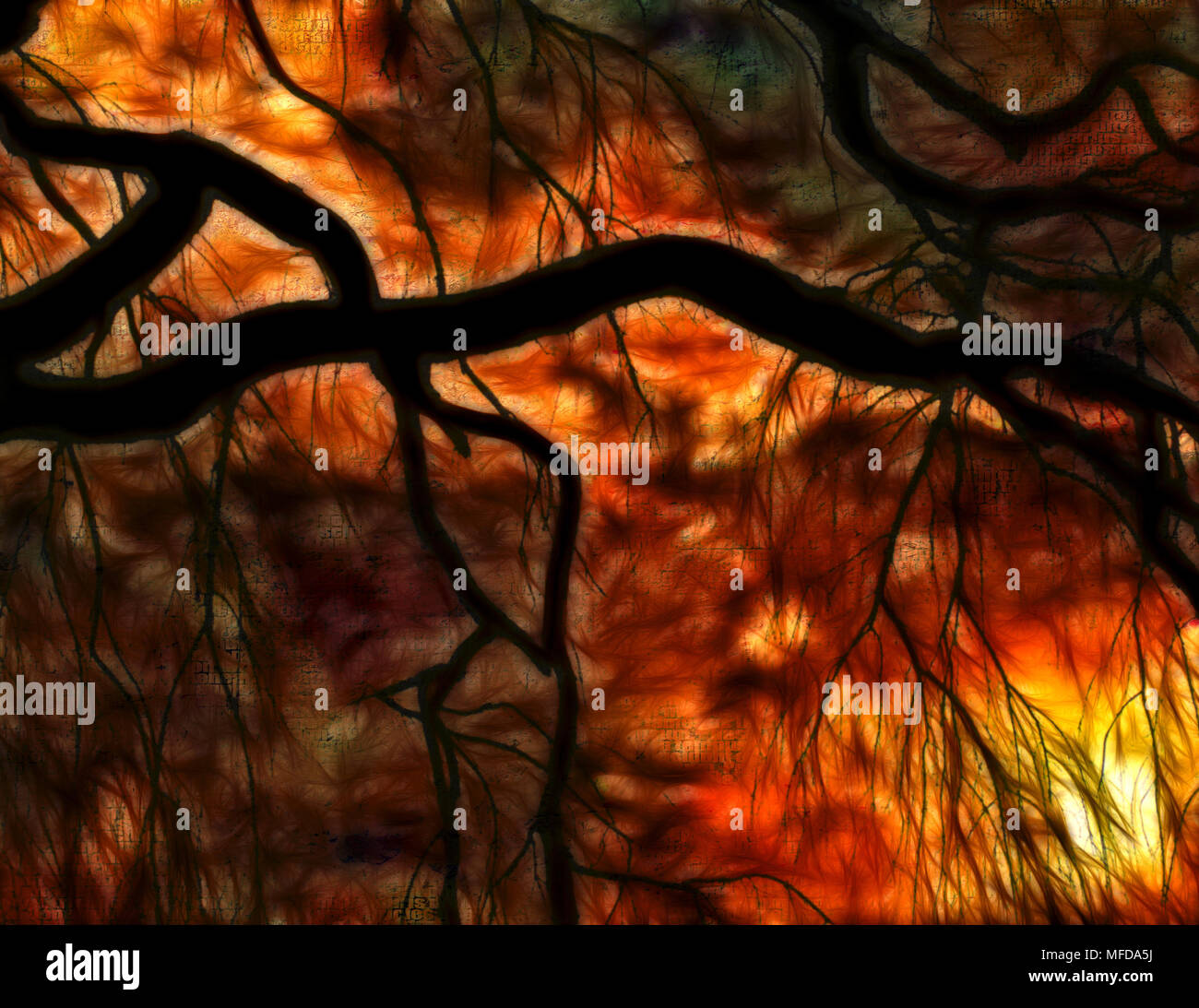 Nature scene sunset weeping willow hi-res stock photography and images ...