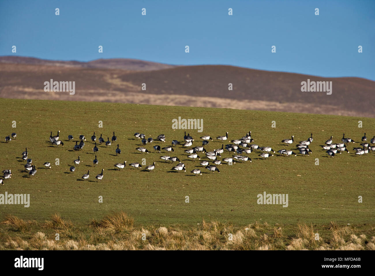BARNACLE GOOSE (Branta leucopsis) feeding, Islay, Scotland Stock Photo ...